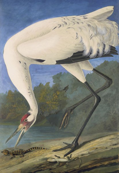 Audubon’s Complete Flock: A Conversation with Dr. Roberta J. M. Olson ...